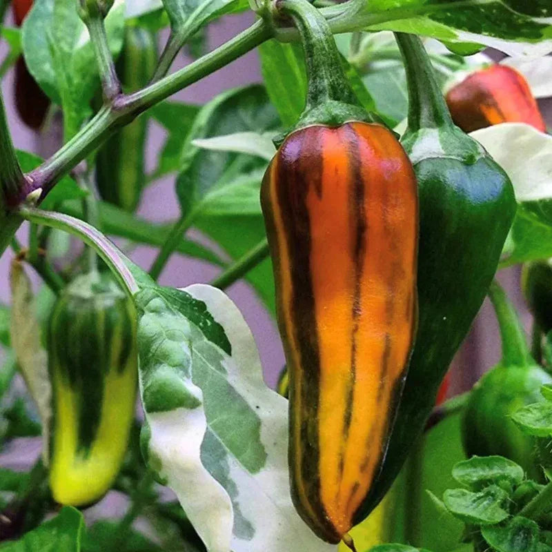 Rare Fish Pepper Seeds | Heirloom Non-GMO Colorful Hot Pepper – Seed World