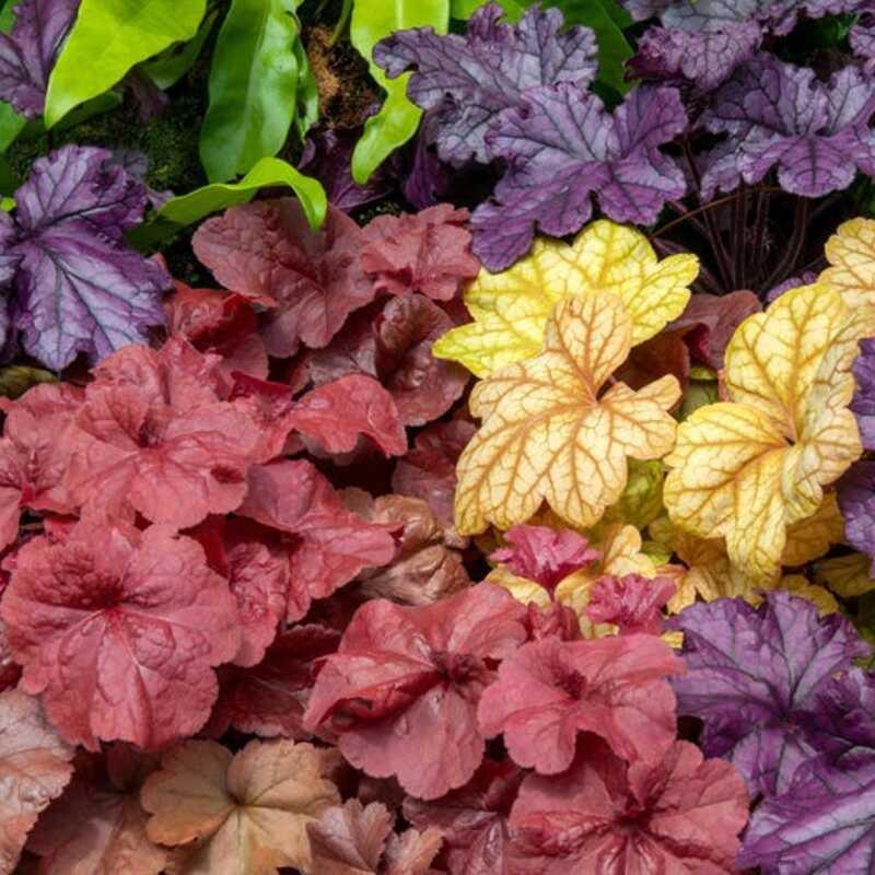 1200 Mix Coral Bells Heuchera Shade Seeds – Seed World
