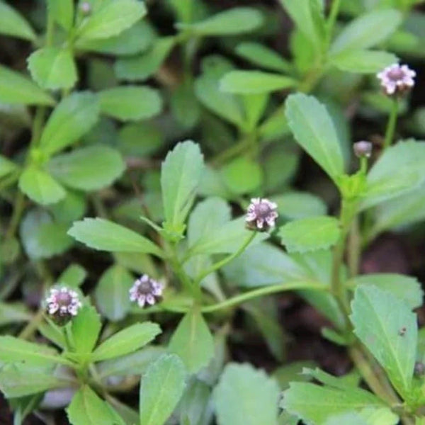 Frog Fruit Seeds – Phyla Nodiflora Ground Cover for Pollinators – Seed ...