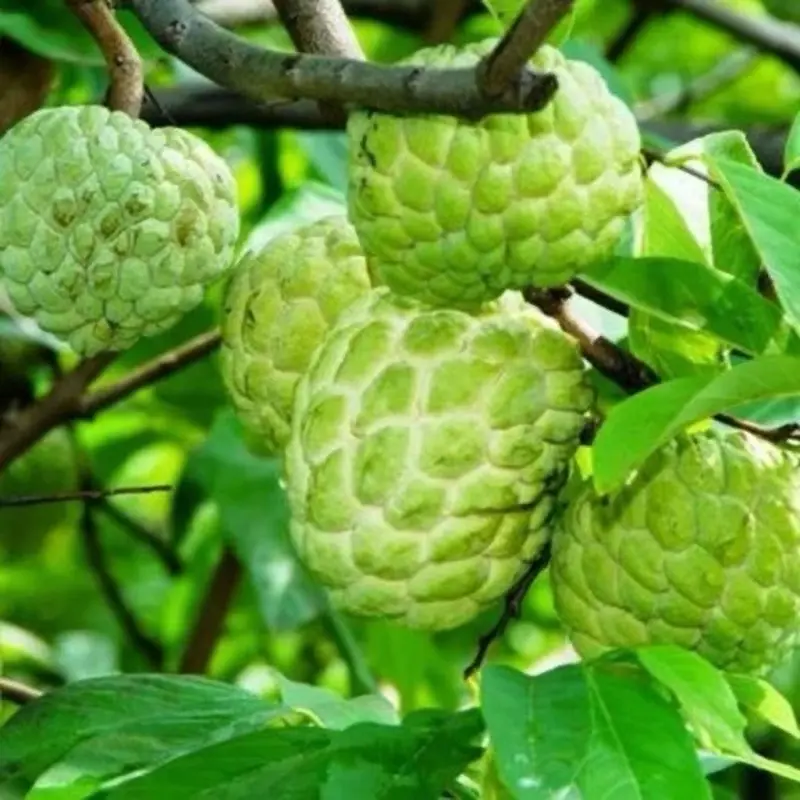 Custard Apple Seeds – Annona reticulata Tropical Fruit Tree - Seed World