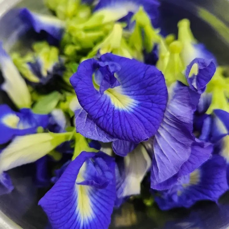 Blue Butterfly Pea Seeds | Clitoria ternatea Edible Flower Vine – Seed ...