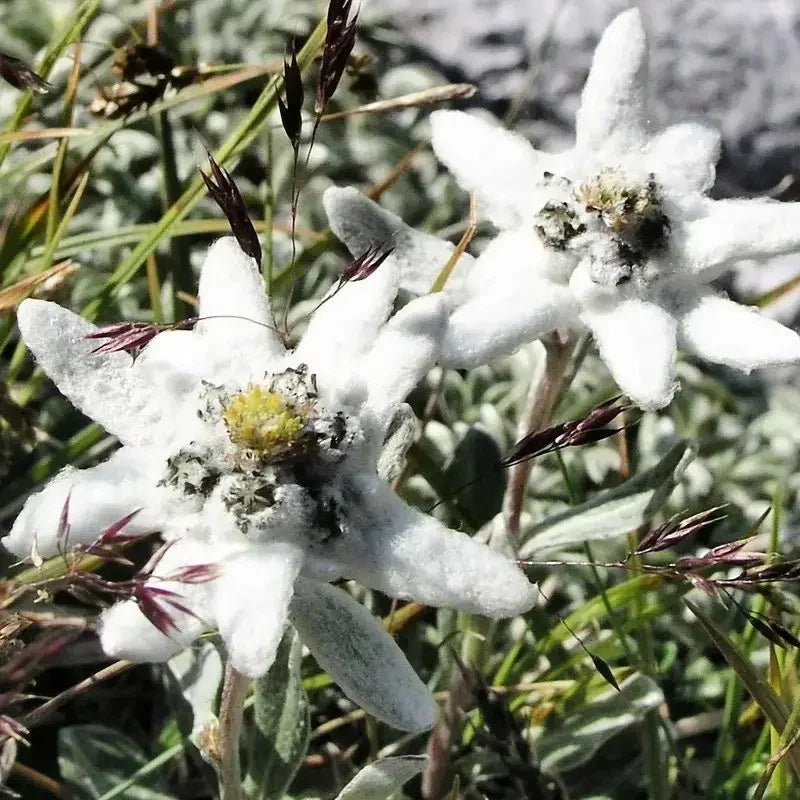 Edelweiss Seeds | Leontopodium alpinum | Grow the Iconic Alpine Flower ...