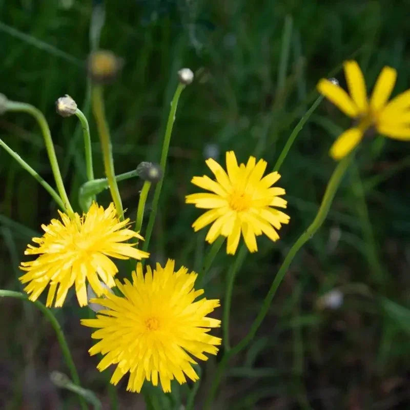 False Dandelion Seeds – Hypochaeris radicata | Drought-Tolerant ...
