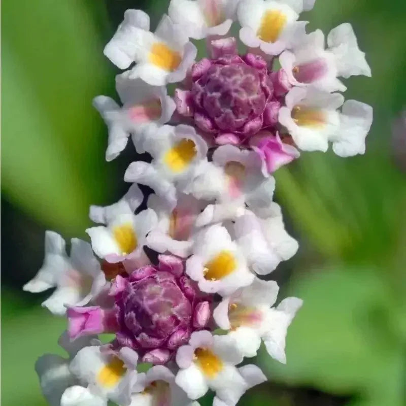 Frog Fruit Seeds – Phyla Nodiflora Ground Cover for Pollinators – Seed ...