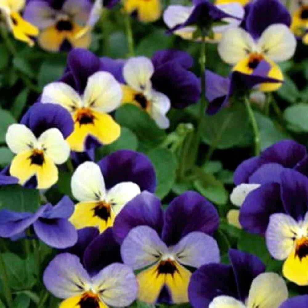 Johnny Jump Up Viola Seeds | Edible, Pollinator-Friendly Blooms | Seeds ...