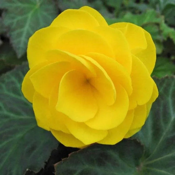 Double Yellow Tuberous Begonia Seeds | Shade Garden Favorite – Seed World