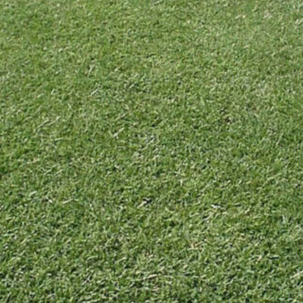 Bermuda Triangle Grass Seeds - 2 Lbs. – Seed World