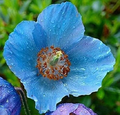 Himalayan Blue Poppy Bouquet