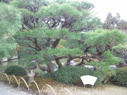 15 Japanese Black Pine Tree Seeds (Pinus Thunbergii) – Seed World