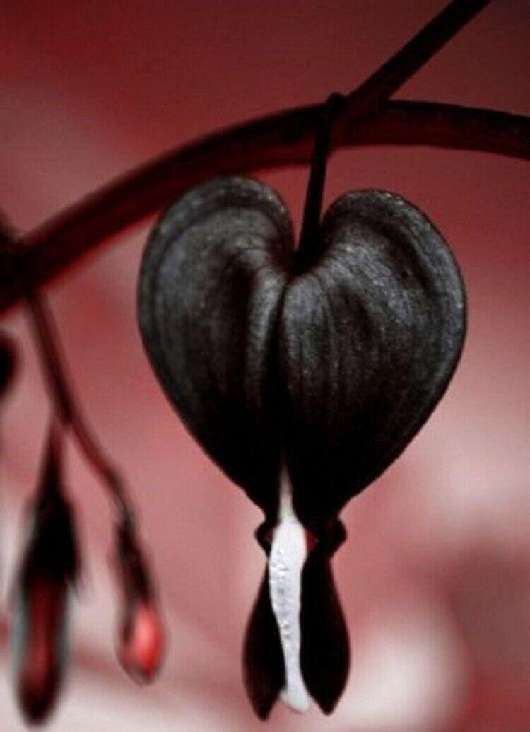 Real Bleeding Heart