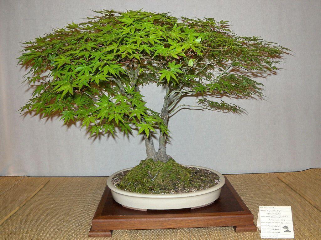 25 Japanese Maple Tree Seeds – Seed World