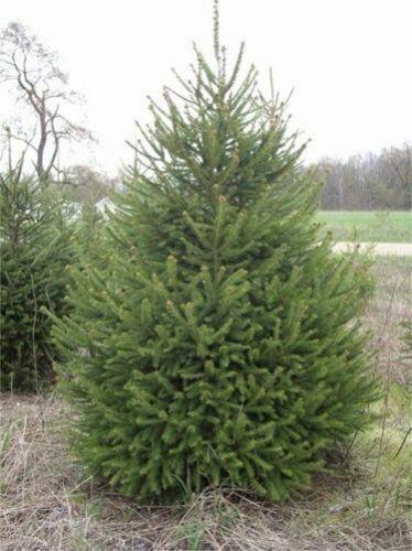30 Norway Spruce Picea Abies Seeds – Seed World