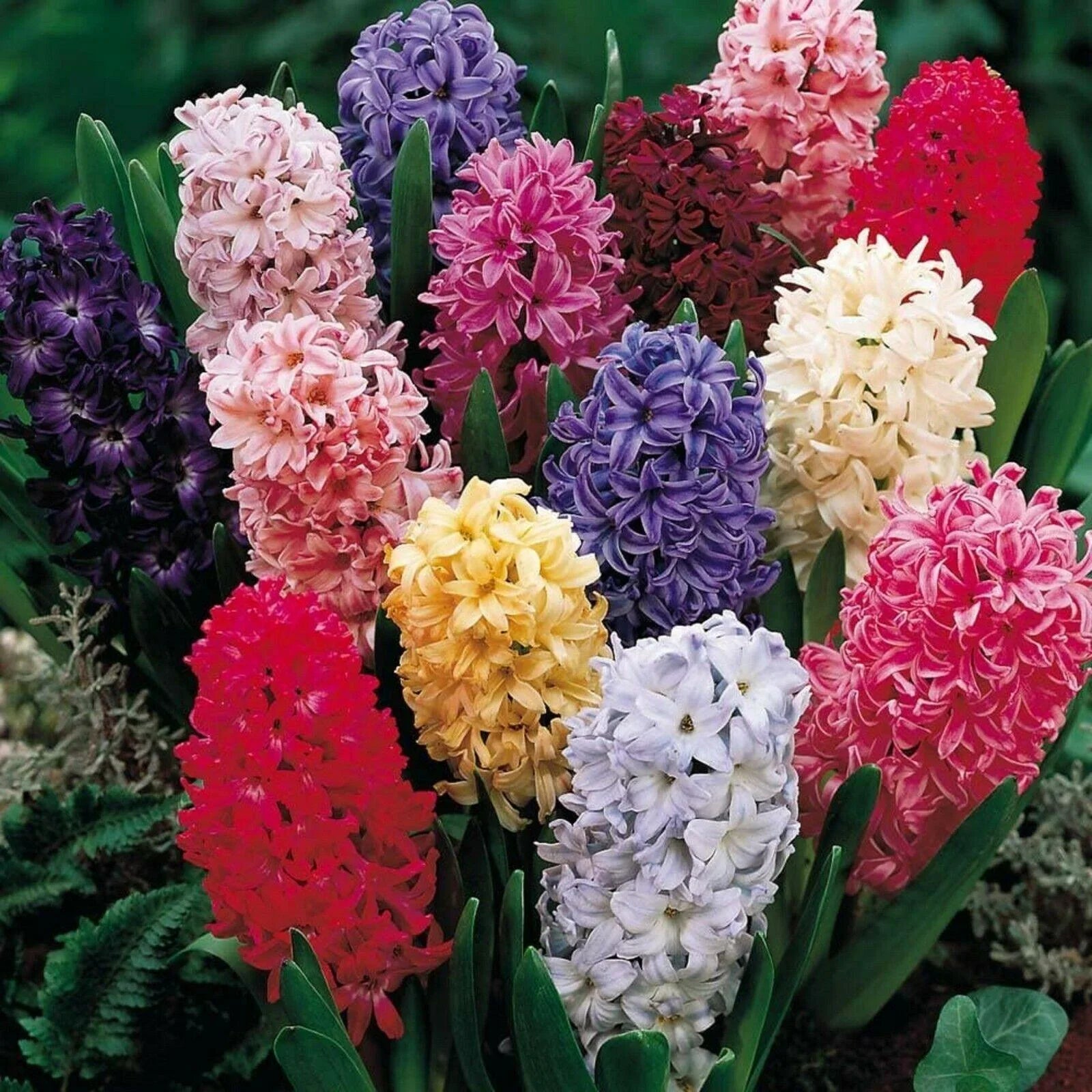 5 Hyacinth Multi Color Mix Flower Bulbs – Seed World