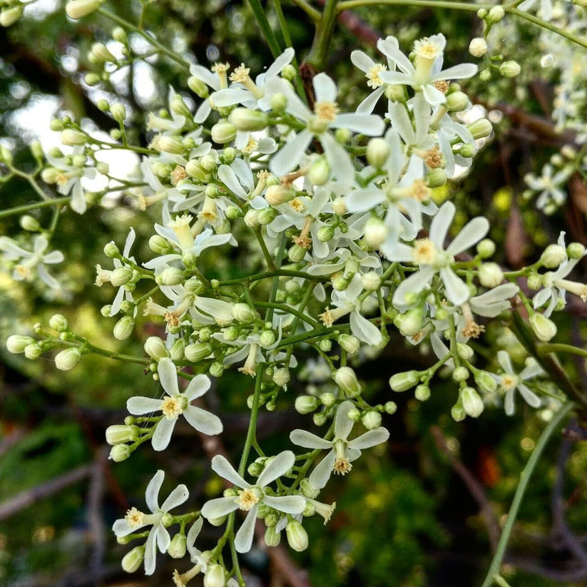 5 Neem (Azadirachta Indica) Divine Tree Seeds – Seed World