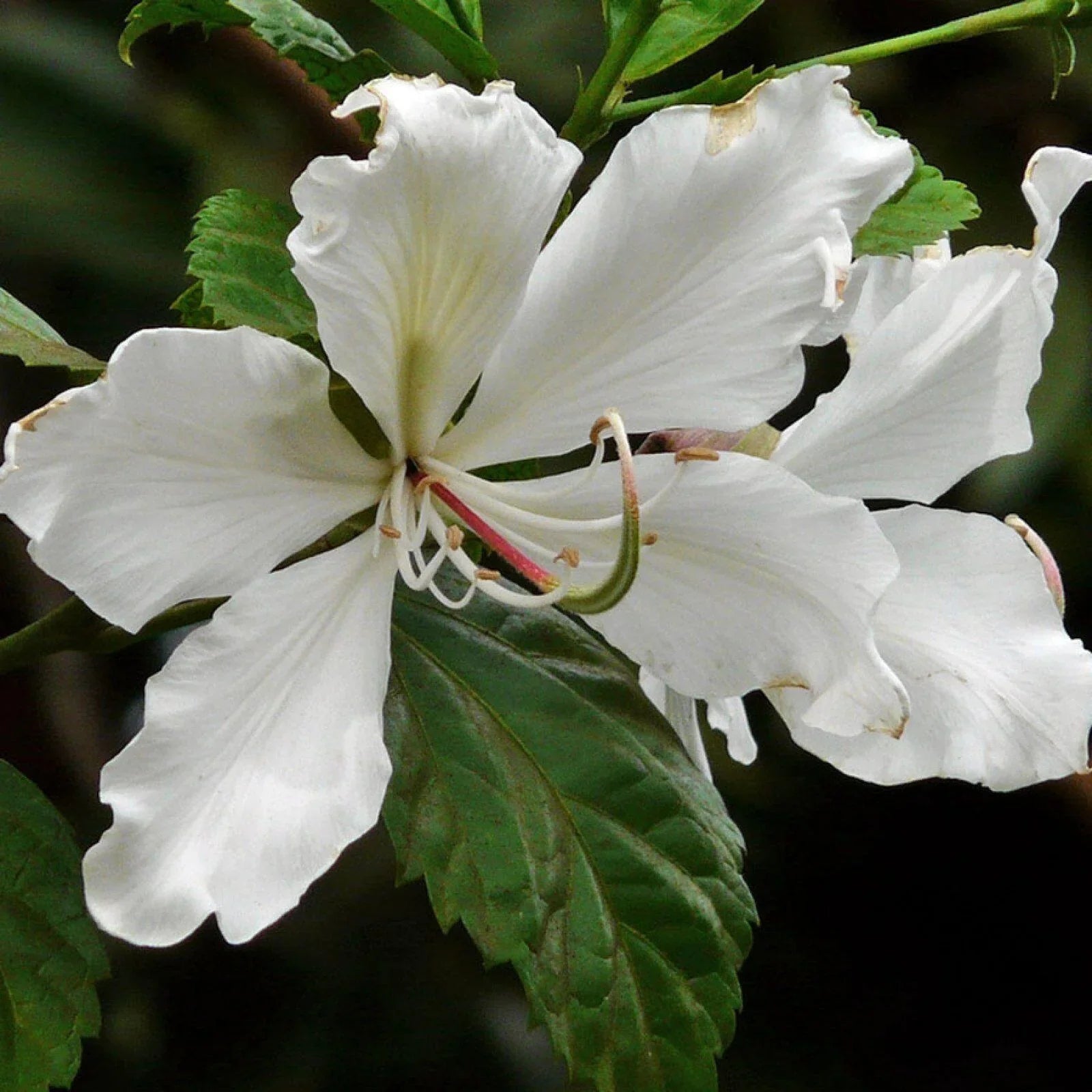 White Orchid Tree Seeds | Bauhinia Variegata Alba Flowering Tree – Seed ...