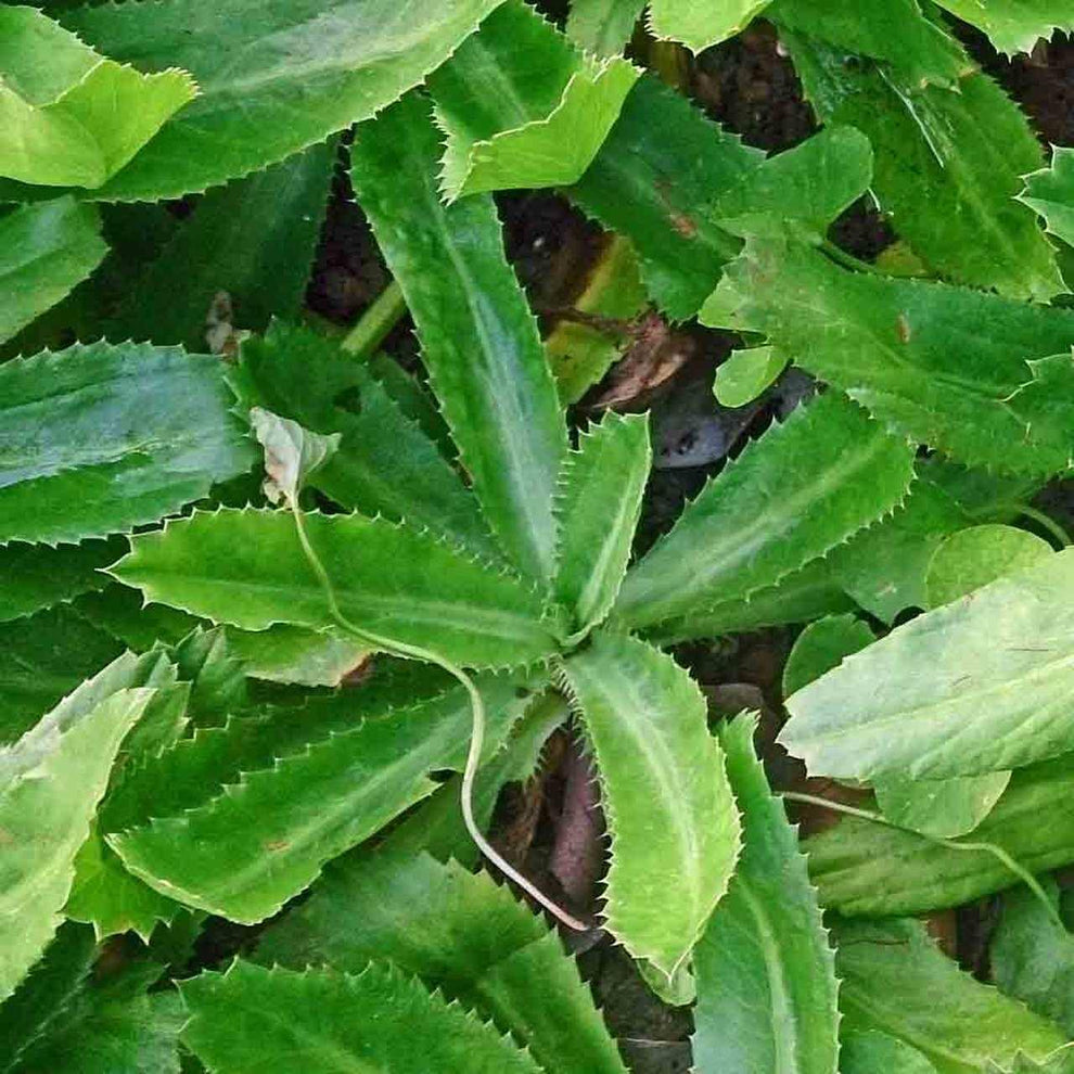 Culantro Seeds | Mexican Coriander Ngo Gai Perennial Herb – Seed World