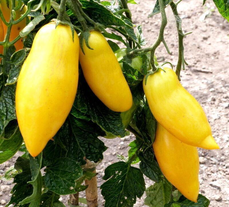Banana Legs Tomato Seeds – Seed World