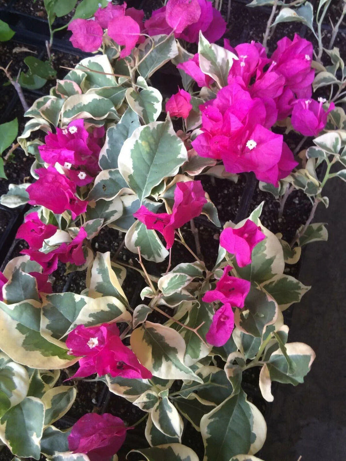 Raspberry Ice Bougainvillea Plug Plant | Live Variegated Bougainvillea ...