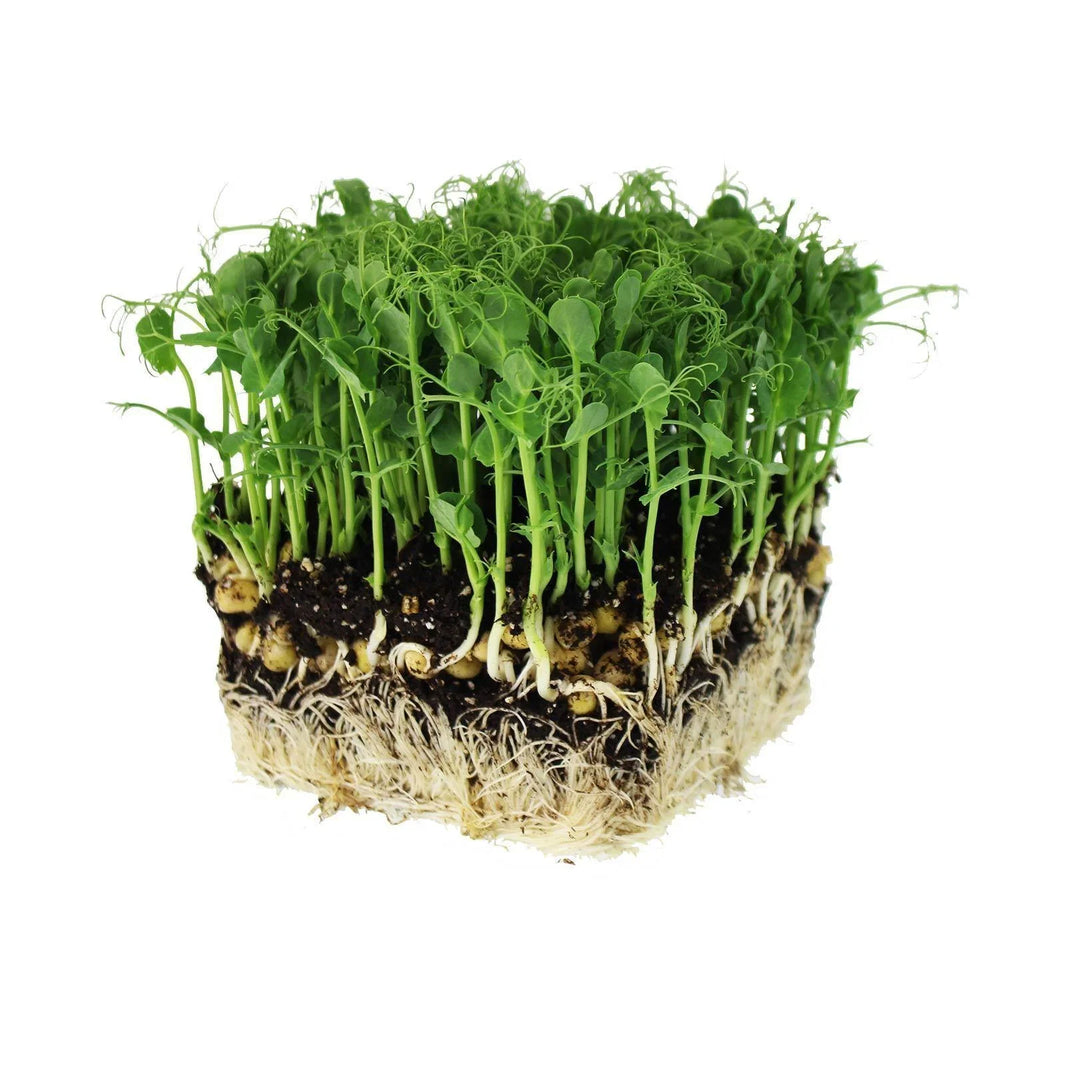 Buy Microgreens Seeds | Fresh, Nutritious Greens at Seed World